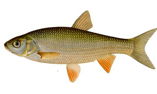 Fiskar i Vänern - Vänern